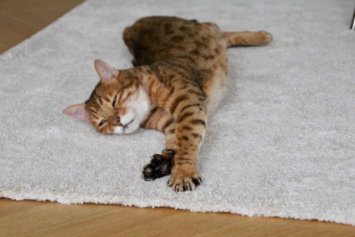 Entspannt wie eine Katze - diegesundheitsexperten